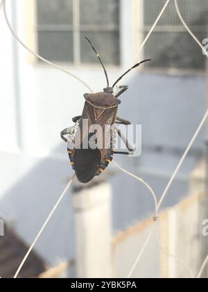 (Pachylis argentinus) Insecta Stock Photo - Alamy