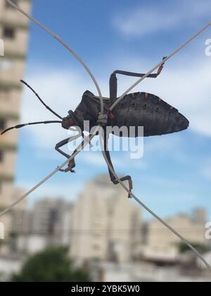 (Pachylis argentinus) Insecta Stock Photo - Alamy