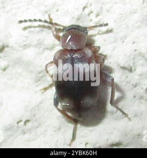 Ant-like Leaf Beetles (Aderidae) Insecta Stock Photo - Alamy