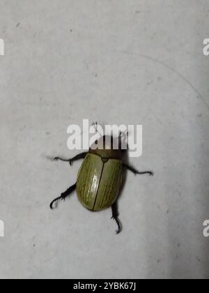 Precious Metal Scarabs (Pelidnota), Insecta, Mairiporã, SP, 07600-000 ...