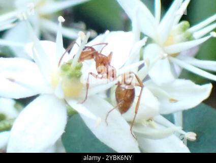 (Notoncus spinisquamis) Insecta Stock Photo - Alamy