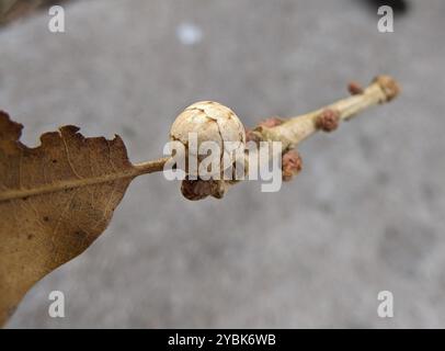 Gall-like Scales (Kermesidae) Insecta Stock Photo - Alamy