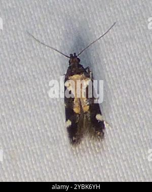 Red-necked Peanutworm Moth (Stegasta bosqueella Stock Photo - Alamy