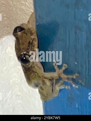 Snouted Tree Frogs (Scinax) Amphibia Stock Photo - Alamy