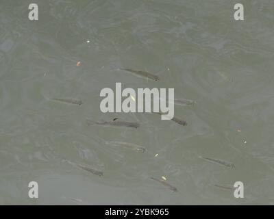Mullets (Mugilidae) Actinopterygii Stock Photo - Alamy
