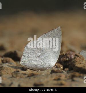 Angled Sunbeam (Curetis acuta) Insecta Stock Photo - Alamy