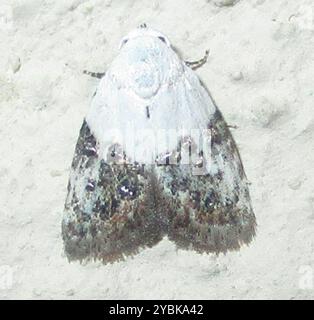 Tufted Moths (Nolidae) Insecta Stock Photo - Alamy