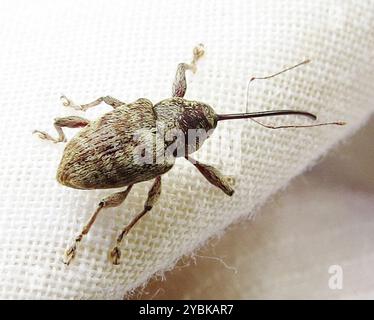 Weevil (Curculio proboscideus Stock Photo - Alamy