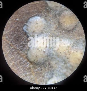 (Neuroterus niger) Insecta Stock Photo - Alamy