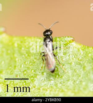 Flat wasps (Bethylidae) Insecta Stock Photo - Alamy