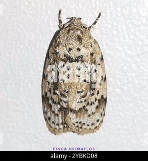 Flat-bodied moths (Depressariidae) Insecta Stock Photo - Alamy