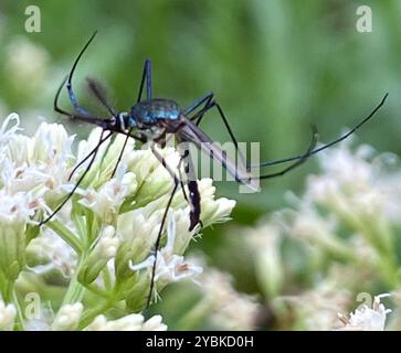 Elephant Mosquitoes (Toxorhynchites) Insecta Stock Photo - Alamy
