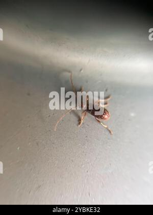 White-marked Spider Beetle (Ptinus fur) adult, on paper envelope of ...