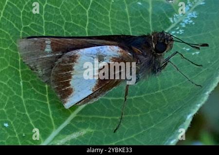 (Vettius ploetzii) Insecta Stock Photo - Alamy