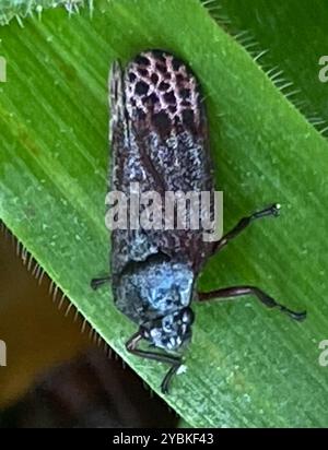 Froghoppers (Cercopidae) Insecta Stock Photo - Alamy