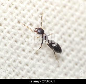 Ant-mimic Spiders (Myrmarachne), Arachnida, Emerald Hill, Harare ...