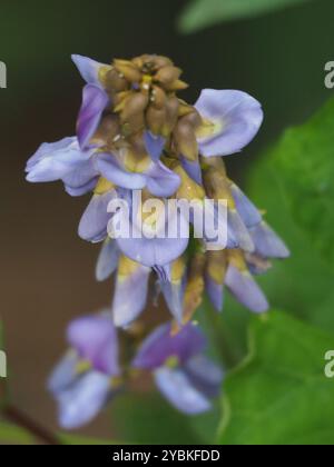 Jicama (Pachyrhizus erosus) Plantae Stock Photo - Alamy