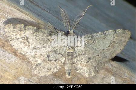 Texas Gray (Glenoides texanaria) Insecta Stock Photo - Alamy