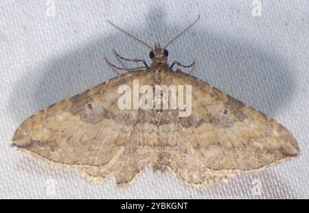 Gem Moth (Orthonama obstipata) Insecta Stock Photo - Alamy