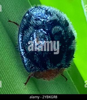 False Lady Beetles (Nilioninae), Insecta, Avenida Luís Carlos Gentile ...