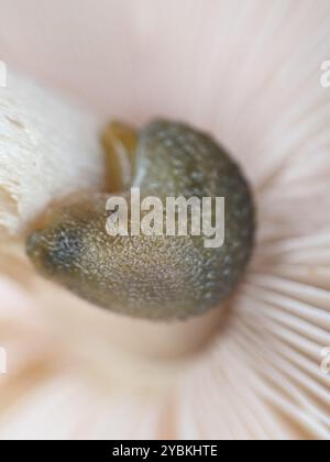 Hedgehog Slug (Arion intermedius) Mollusca Stock Photo - Alamy