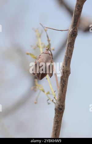 Lendia (Lagerstroemia parviflora) Plantae Stock Photo - Alamy