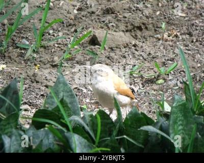 Pacific Hornero (Furnarius cinnamomeus), Aves, Jardin de las Mariposas ...