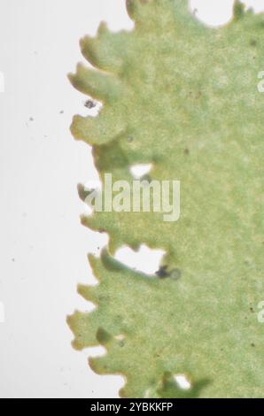 (Scytinium californicum) Fungi Stock Photo - Alamy