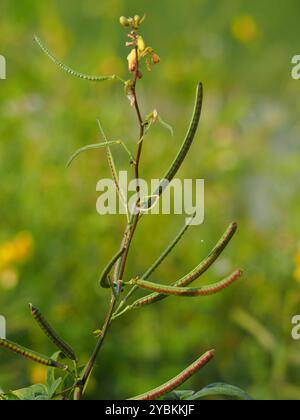Coffee Senna (Senna occidentalis) Plantae Stock Photo - Alamy
