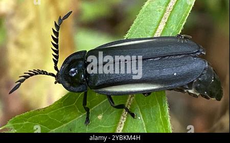 Fireflies (Lampyridae) Insecta Stock Photo - Alamy