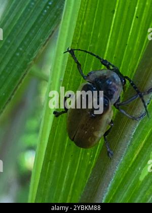 typical fireflies (Lampyrinae) Insecta Stock Photo - Alamy