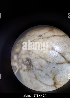 Gall-like Scales (Kermesidae) Insecta Stock Photo - Alamy