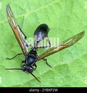 Gregarious Paper Wasps (Agelaia), Insecta, Klaaskreek, Suriname Stock ...
