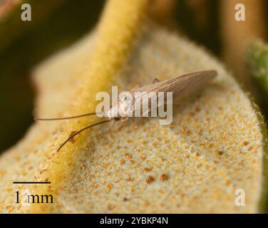 Dusty-winged Lacewings (Coniopterygidae), Insecta, London, UK Stock ...