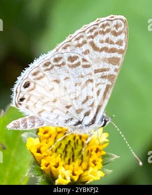 Cassius Blue (Leptotes cassius) Insecta Stock Photo - Alamy