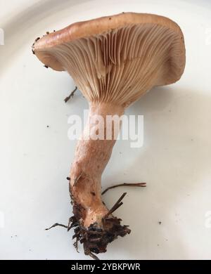 (Lactarius imperceptus) Fungi Stock Photo - Alamy