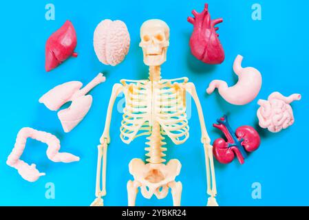 Vibrant skeleton model surrounded by organ figures, showcasing human ...