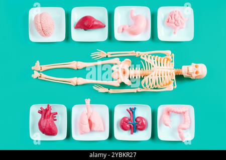 Set of various human organ models arranged on a pure white background ...