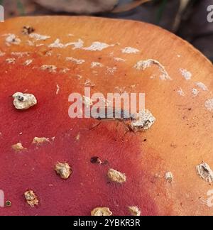 Cyclorrhaphan Flies (Cyclorrhapha) Insecta Stock Photo - Alamy