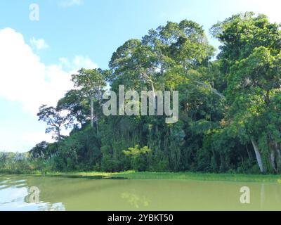 canoe tree (Cavanillesia platanifolia), Plantae, Pinogana, PA-DR, PA ...