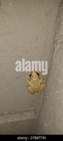 Snouted Tree Frogs (Scinax) Amphibia Stock Photo - Alamy