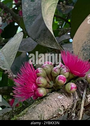 Waterberries (Syzygium) Plantae Stock Photo - Alamy