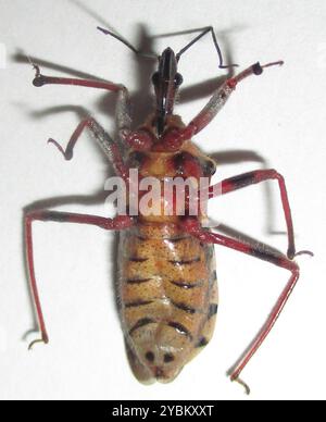 Flower Assassin Bugs (Rhynocoris) Insecta Stock Photo - Alamy