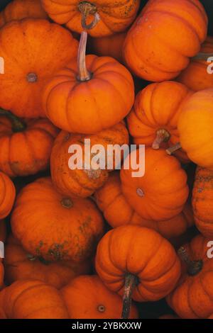 A collection of small pumpkins bunched up together Stock Photo - Alamy