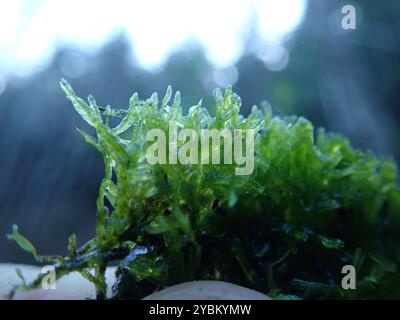 Rock Veilwort (Metzgeria conjugata) Plantae Stock Photo - Alamy