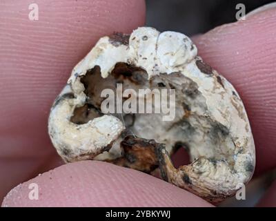 Veiled Polypore (Cryptoporus volvatus) Fungi Stock Photo - Alamy