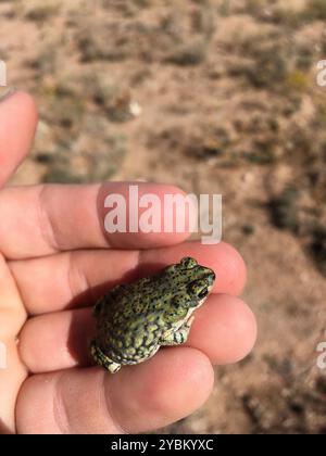 Chihuahuan Green Toad (Anaxyrus debilis) Amphibia Stock Photo - Alamy