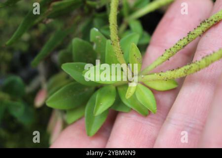 (Peperomia olivacea) Plantae Stock Photo - Alamy