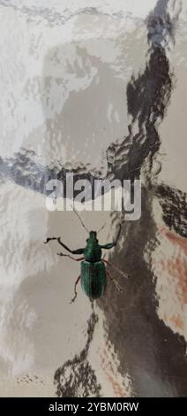 (Naupactus auricinctus) Insecta Stock Photo - Alamy