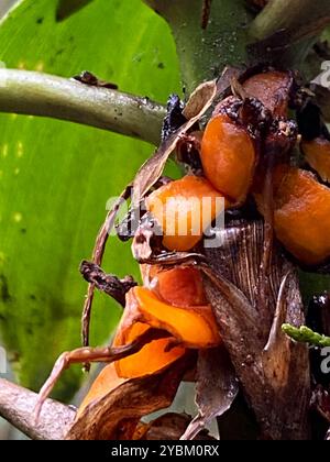 gingers, bananas, and allies (Zingiberales) Plantae Stock Photo - Alamy